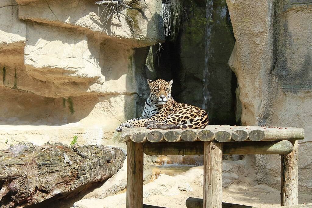 Palmyre Zoo: a wild adventure to discover | Domaine des Chais
